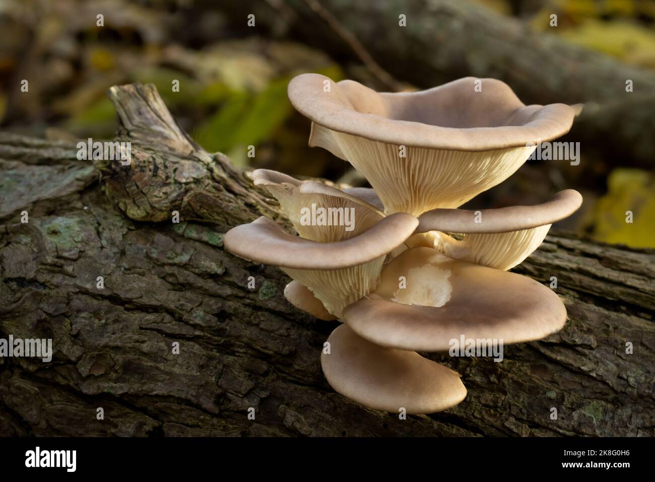 Polypore on a tree log Stock Photo - Alamy