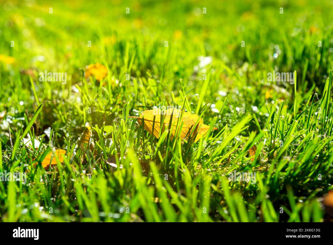 Yellow leaf in green grass under sunbeams Stock Photo - Alamy