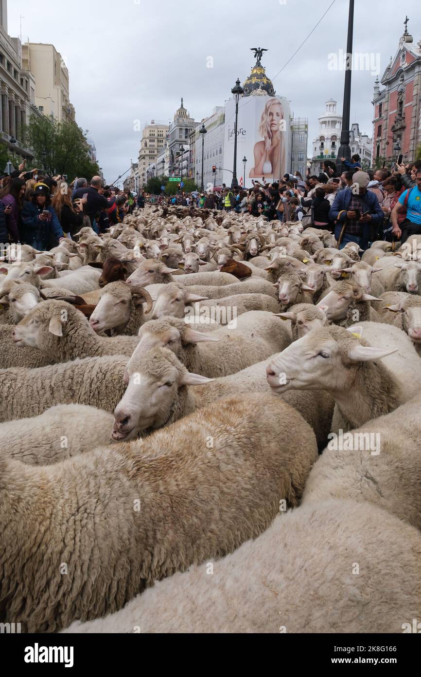 A transhumant herd of sheep passing through the streets of Alcala ...