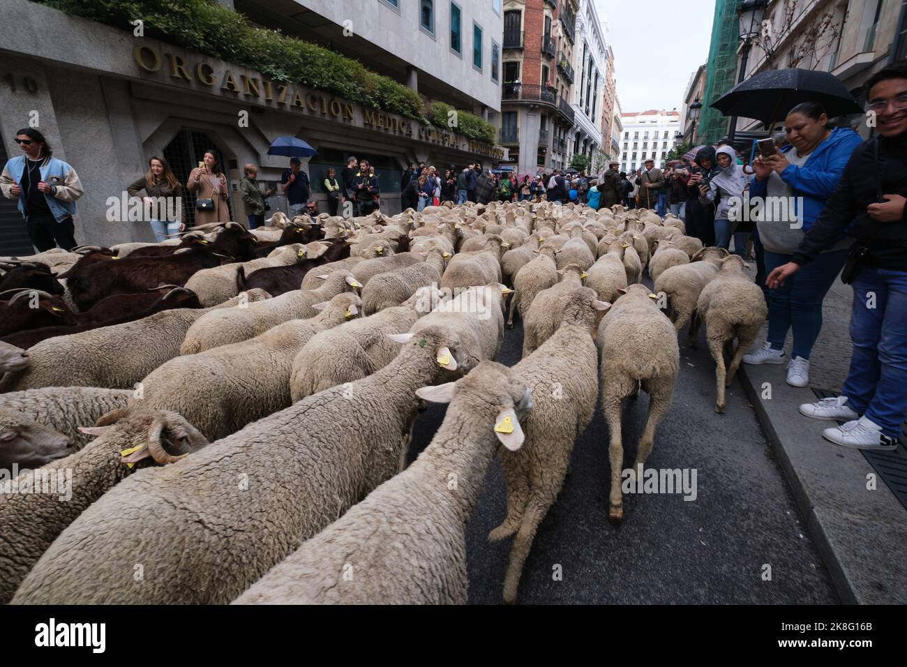 A transhumant herd of sheep passing through the streets of Madrid ...