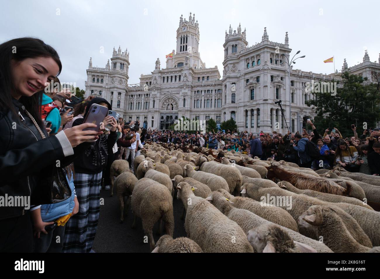 Madrid, Spain. 23rd Oct, 2022. A woman takes photos of the transhumant ...