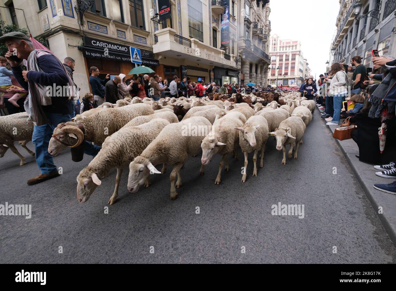A transhumant herd of sheep passing through the streets of Madrid ...