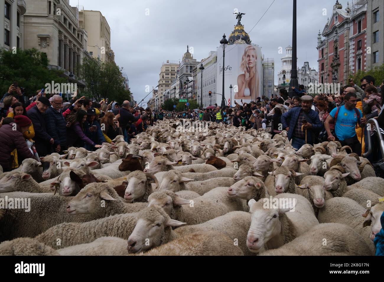A transhumant herd of sheep passing through the square of Cibeles ...