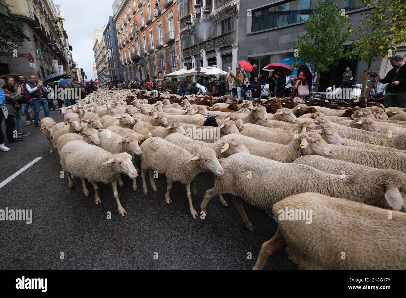 A transhumant herd of sheep passing through the streets of Madrid ...
