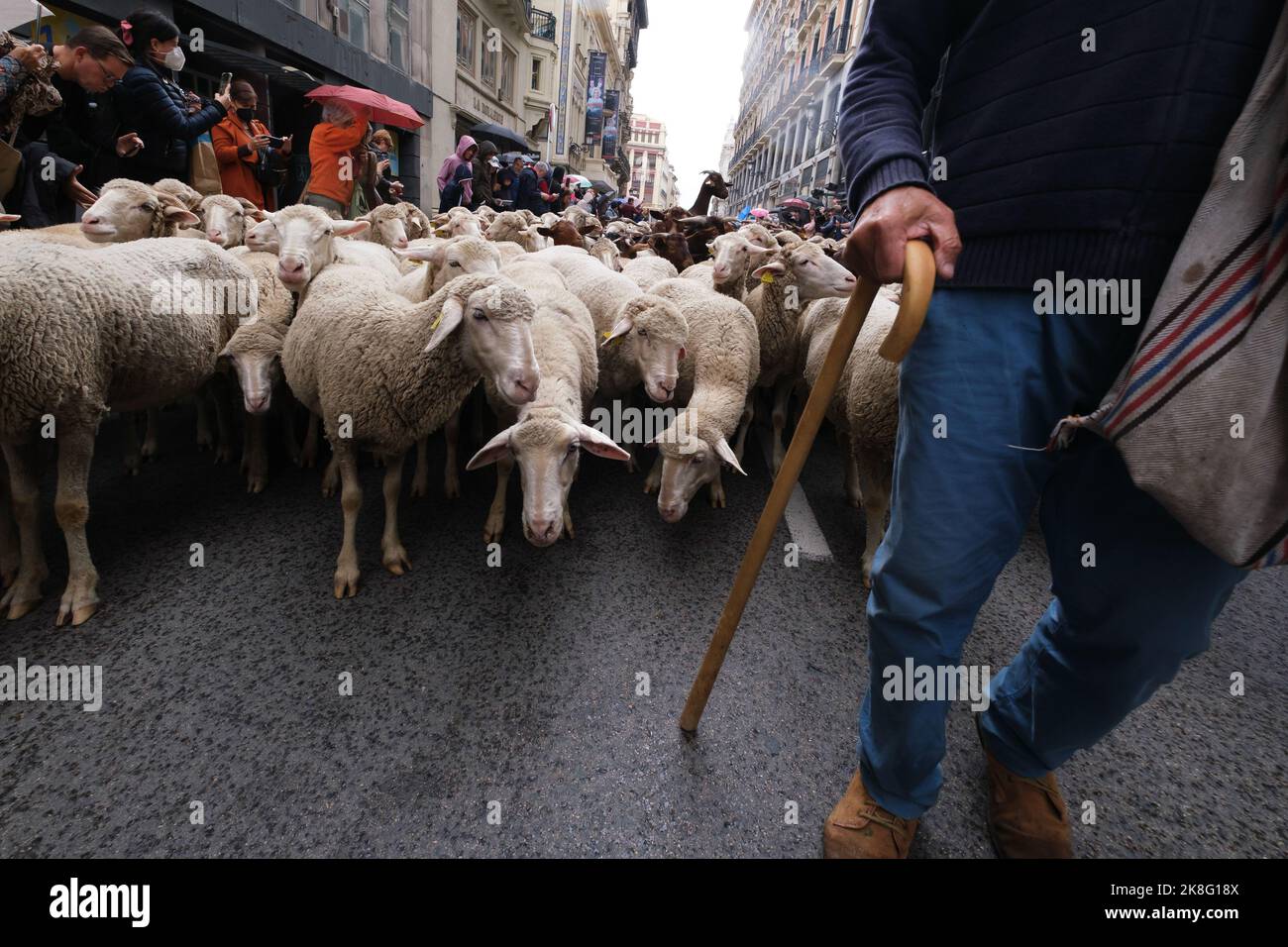 Transhumant spanish hi-res stock photography and images - Alamy