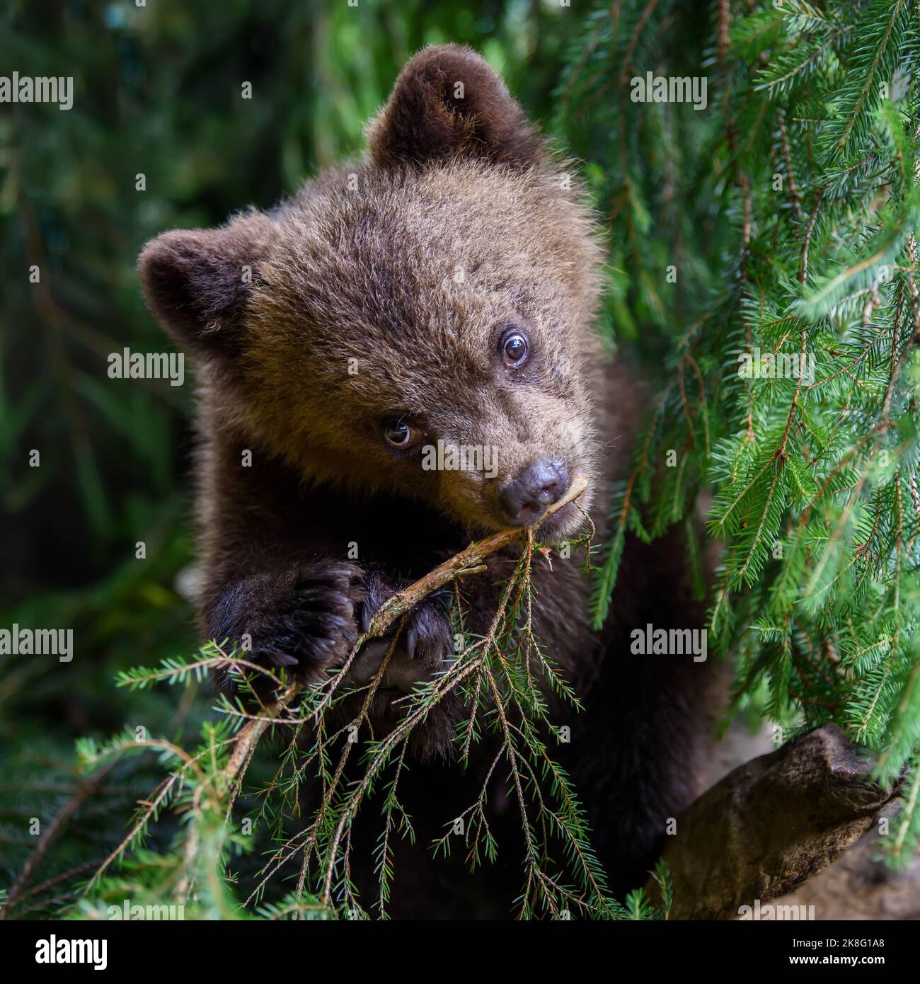 Young brown bear cub in the forest with pine branch. Wild animal in the ...
