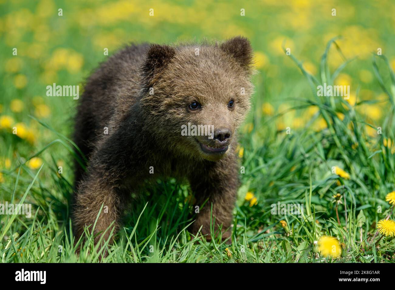 Close young brown bear cub in the meadow with yellow flowers. Wild ...