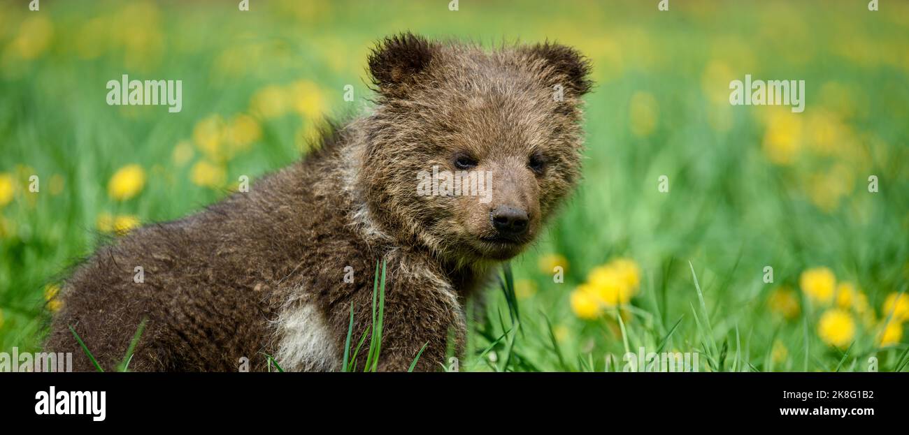 Close young brown bear cub in the meadow with yellow flowers. Wild ...