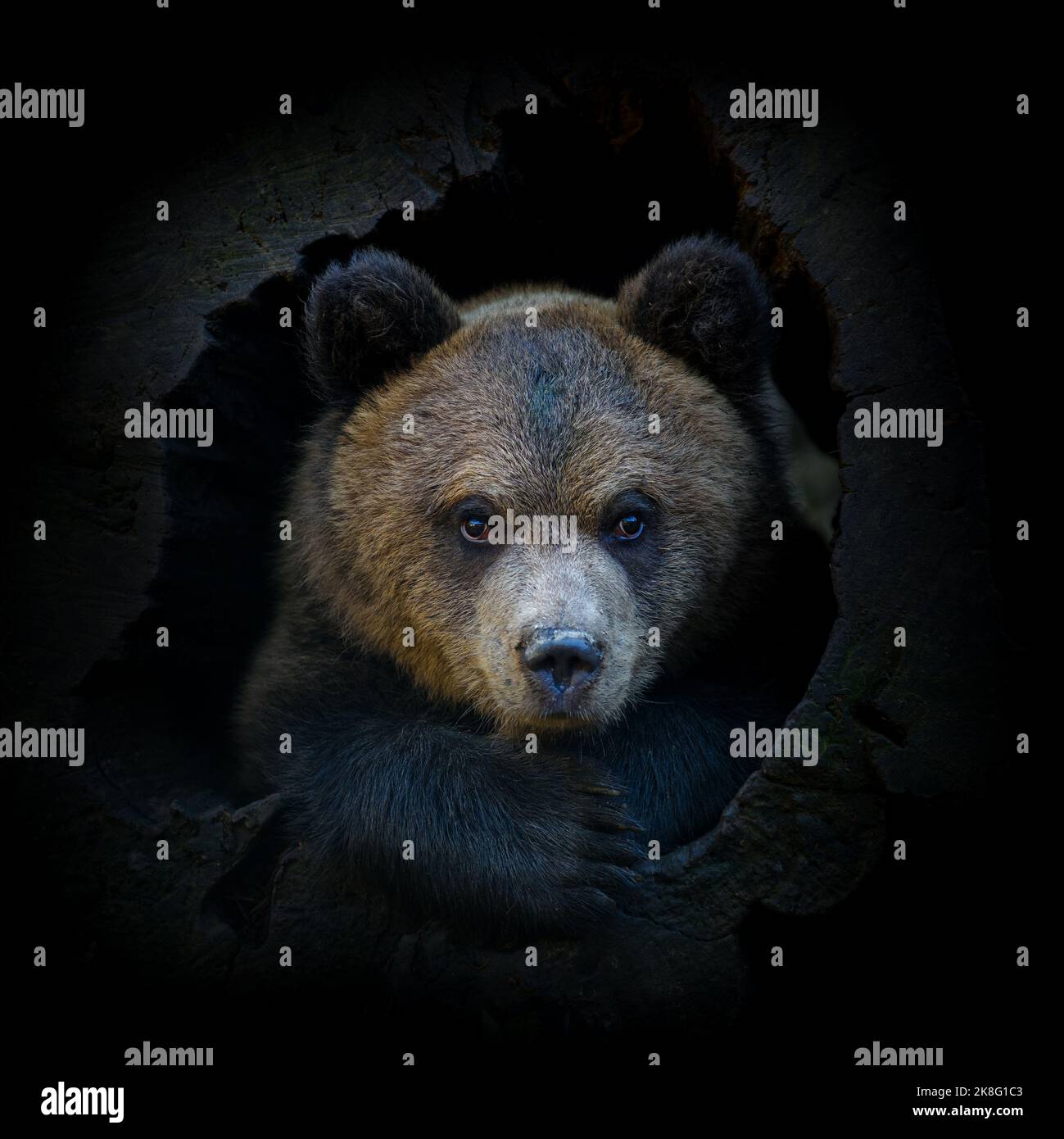 Young brown bear cub in tree trunk on dark background. Wild animal in ...