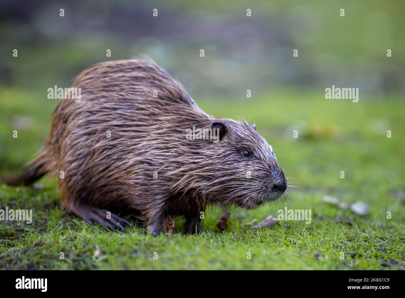 Young coypu (Myocastor coypus) in grass on river bank. Rodent also ...