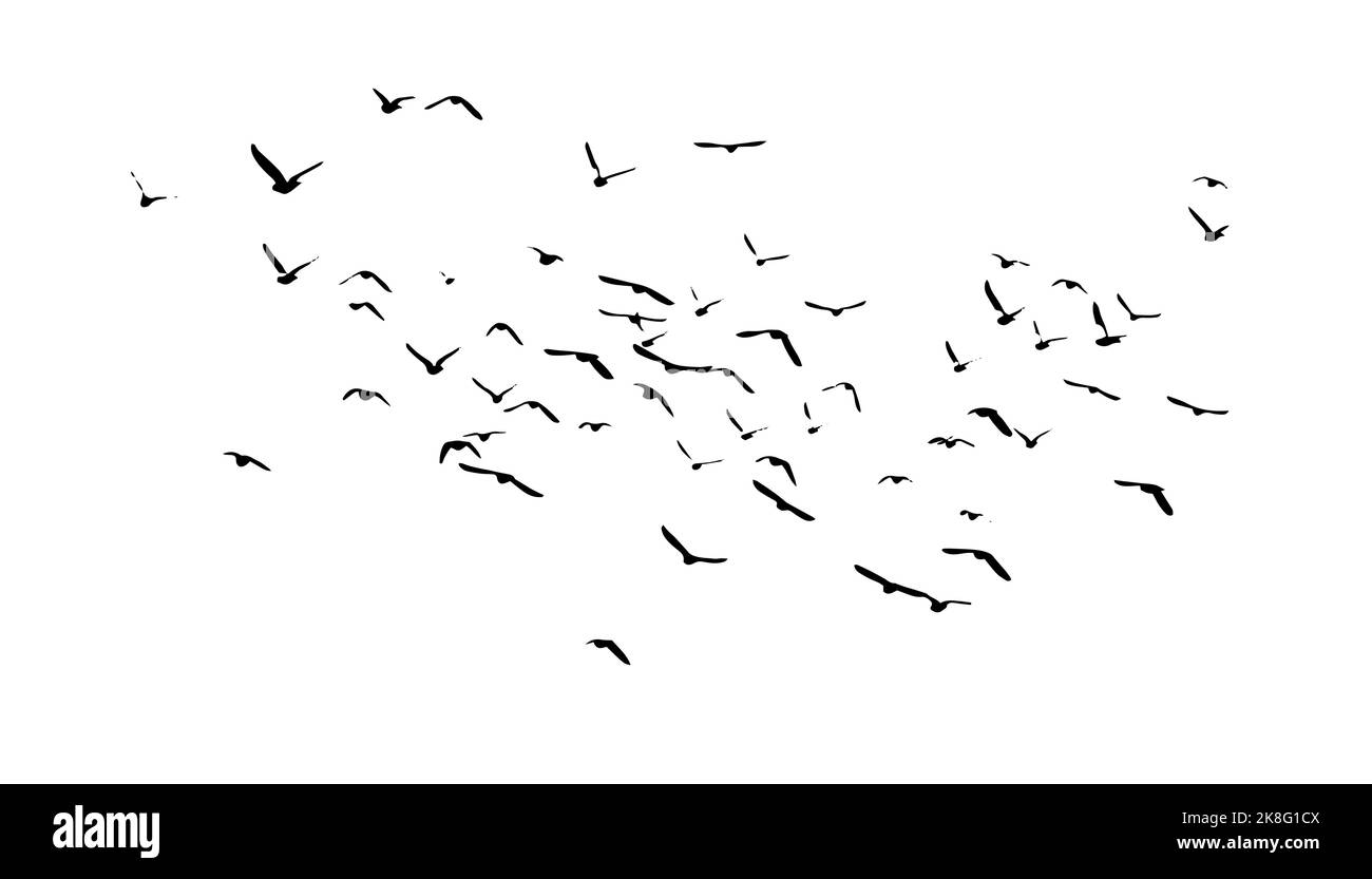 A flock of flying birds. Free birds. Vector illustration Stock Vector ...