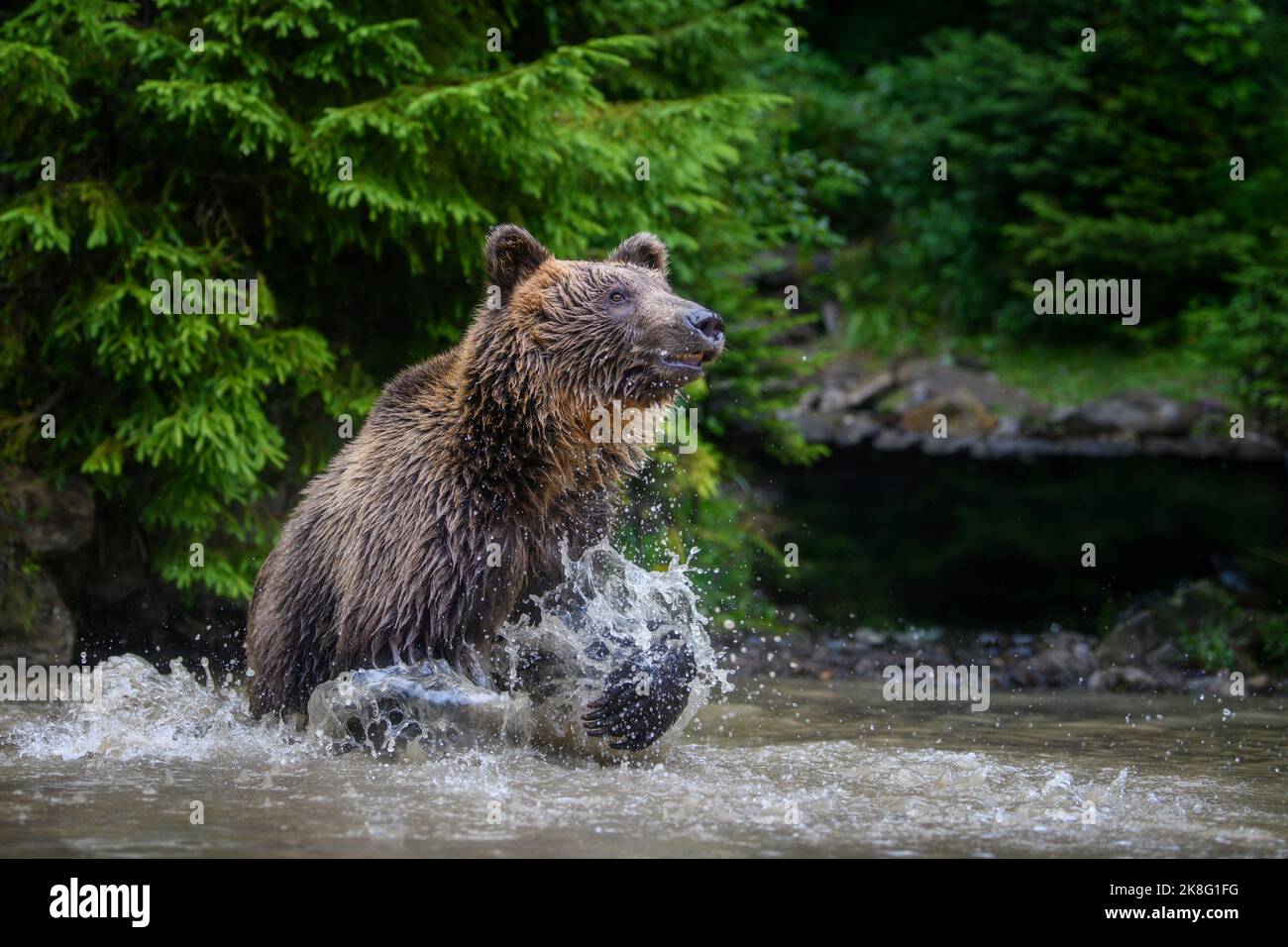 Wild Brown Bear (Ursus Arctos) on playing pond in the forest. Animal in natural habitat ...