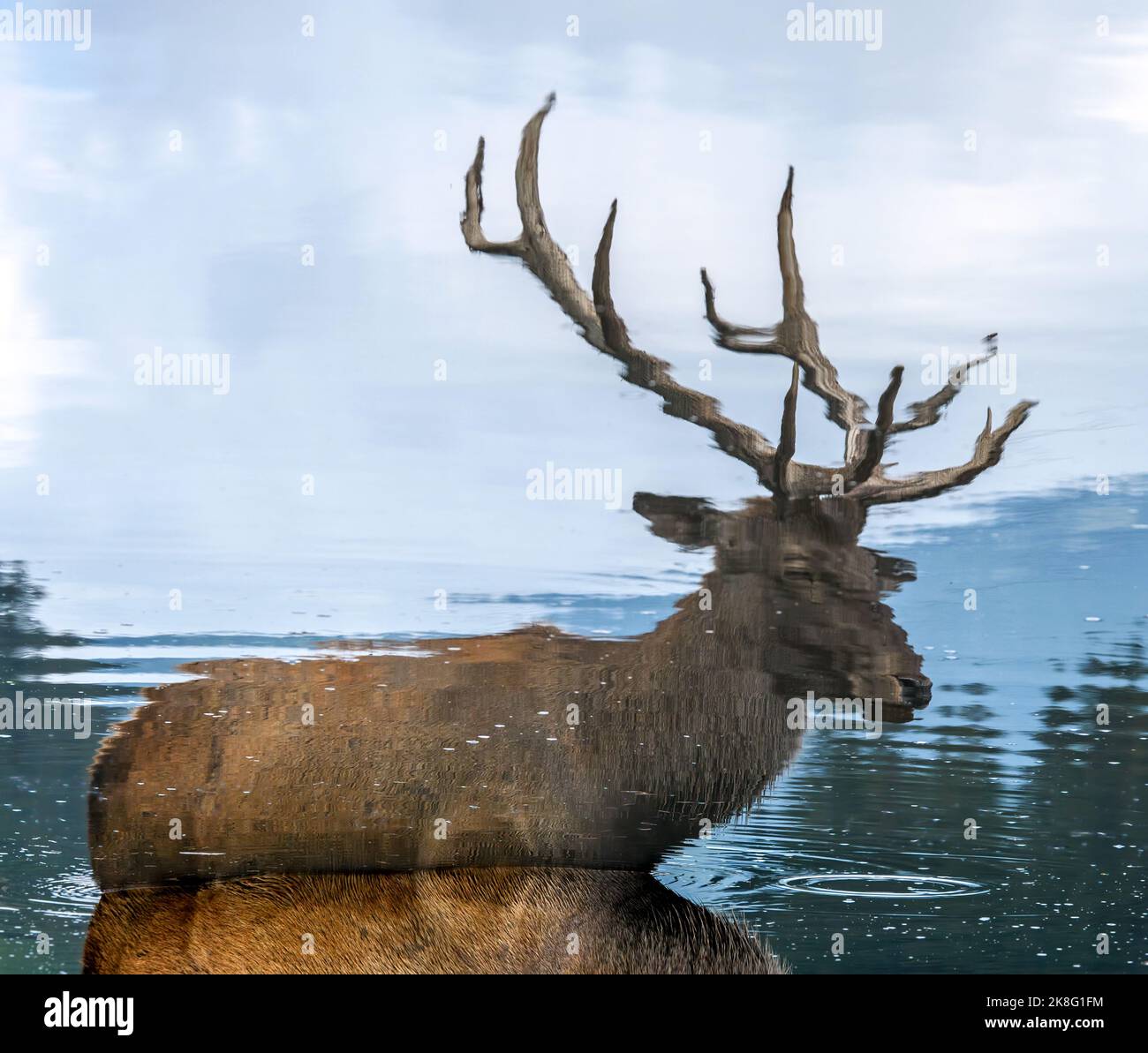 Close reflection of a large antlered deer in the water Stock Photo - Alamy