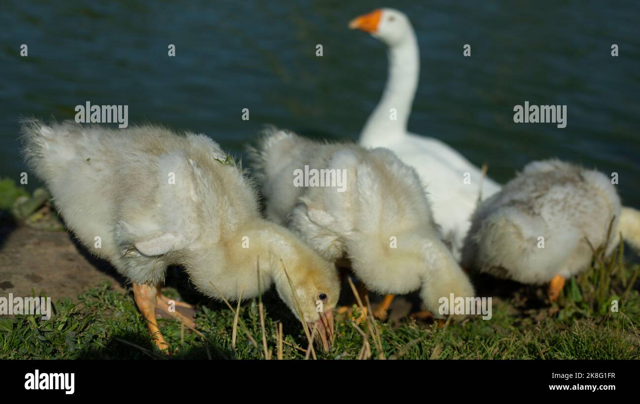 Geese on pond. Baby geese. Animals in countryside. Poultry farm in ...