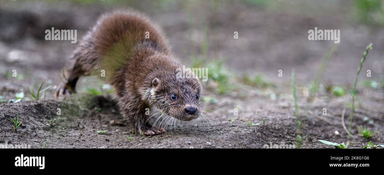 Lutra in nature habitat. Portrait of water predator. Animal from the ...