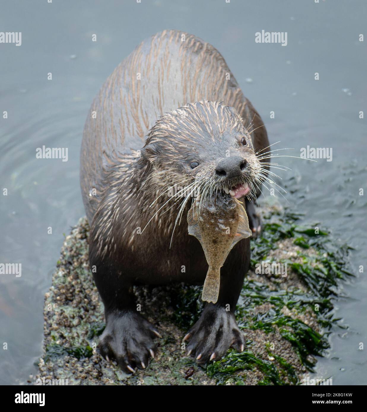 A North American river otter (Lontra canadensis) eating a fish on the ...