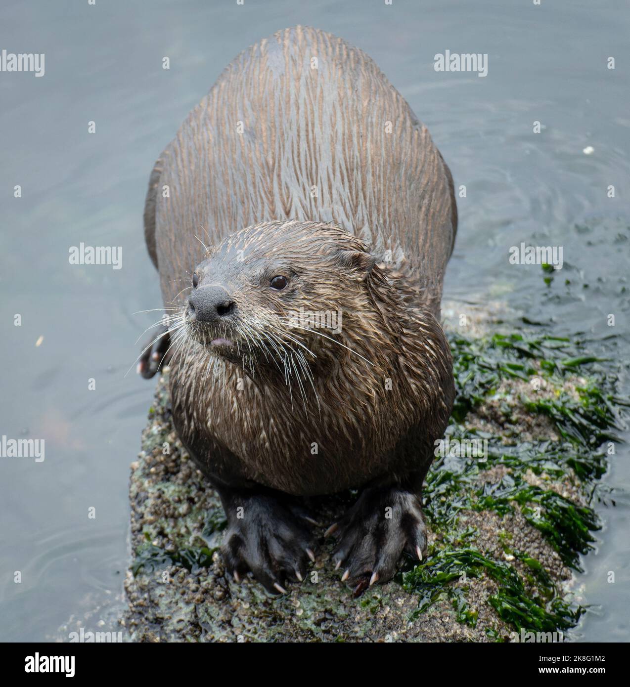 A North American river otter (Lontra canadensis) on the shore at Ruckle ...