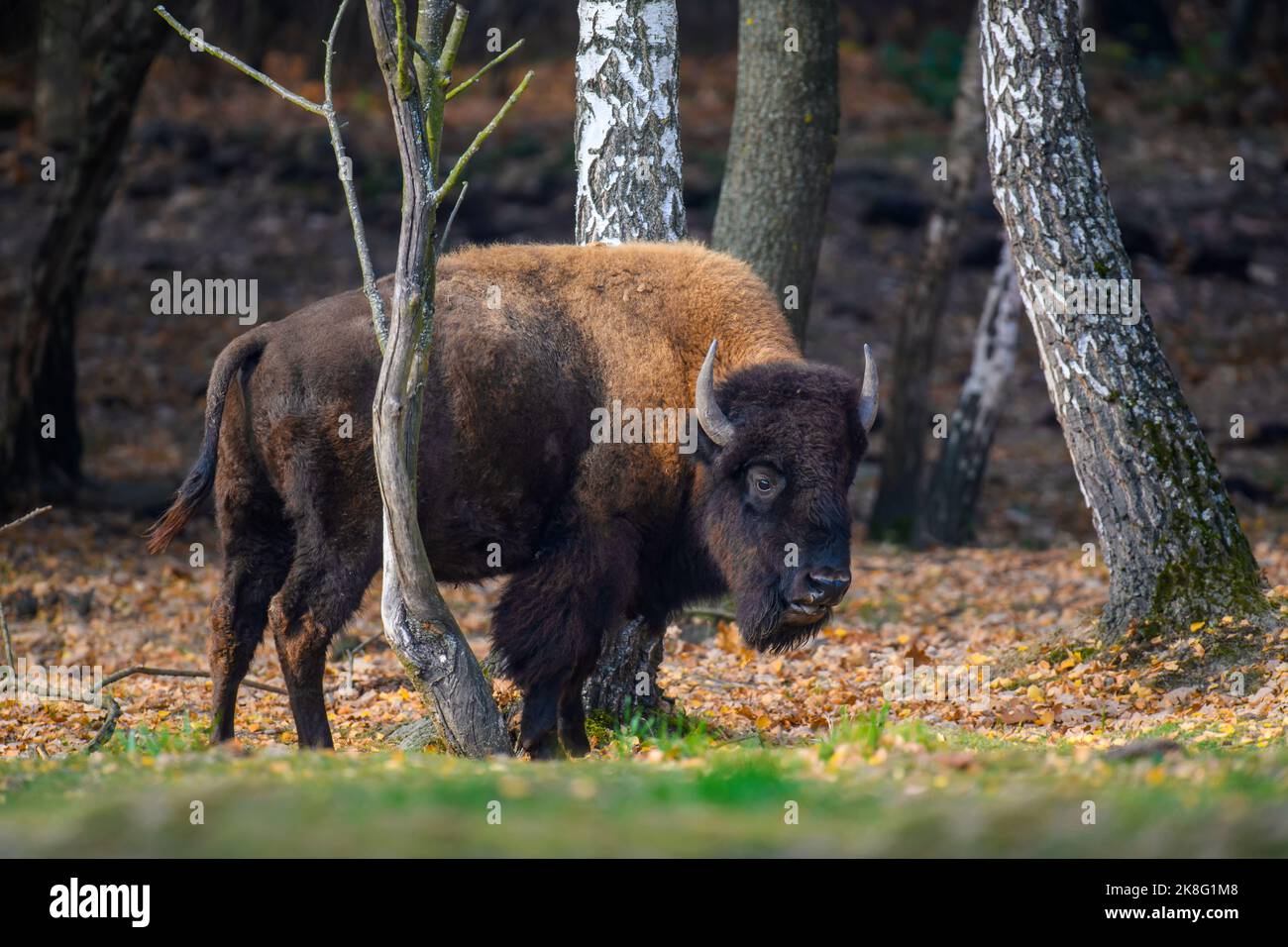 Wild adult Bison in the autumn forest. Wildlife scene from nature. Wild ...
