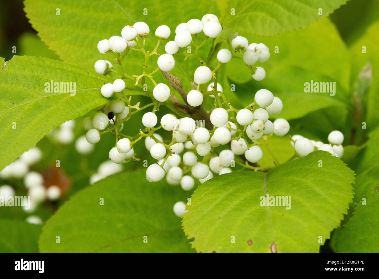 Callicarpa japonica leucocarpa hi-res stock photography and images - Alamy