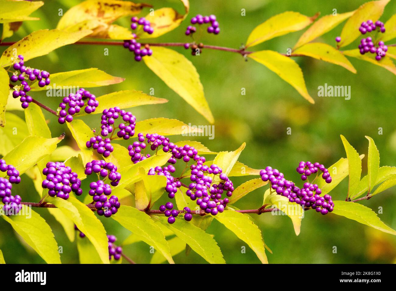 Autumn shrub garden Callicarpa japonica "Heavy Berry Stock Photo - Alamy