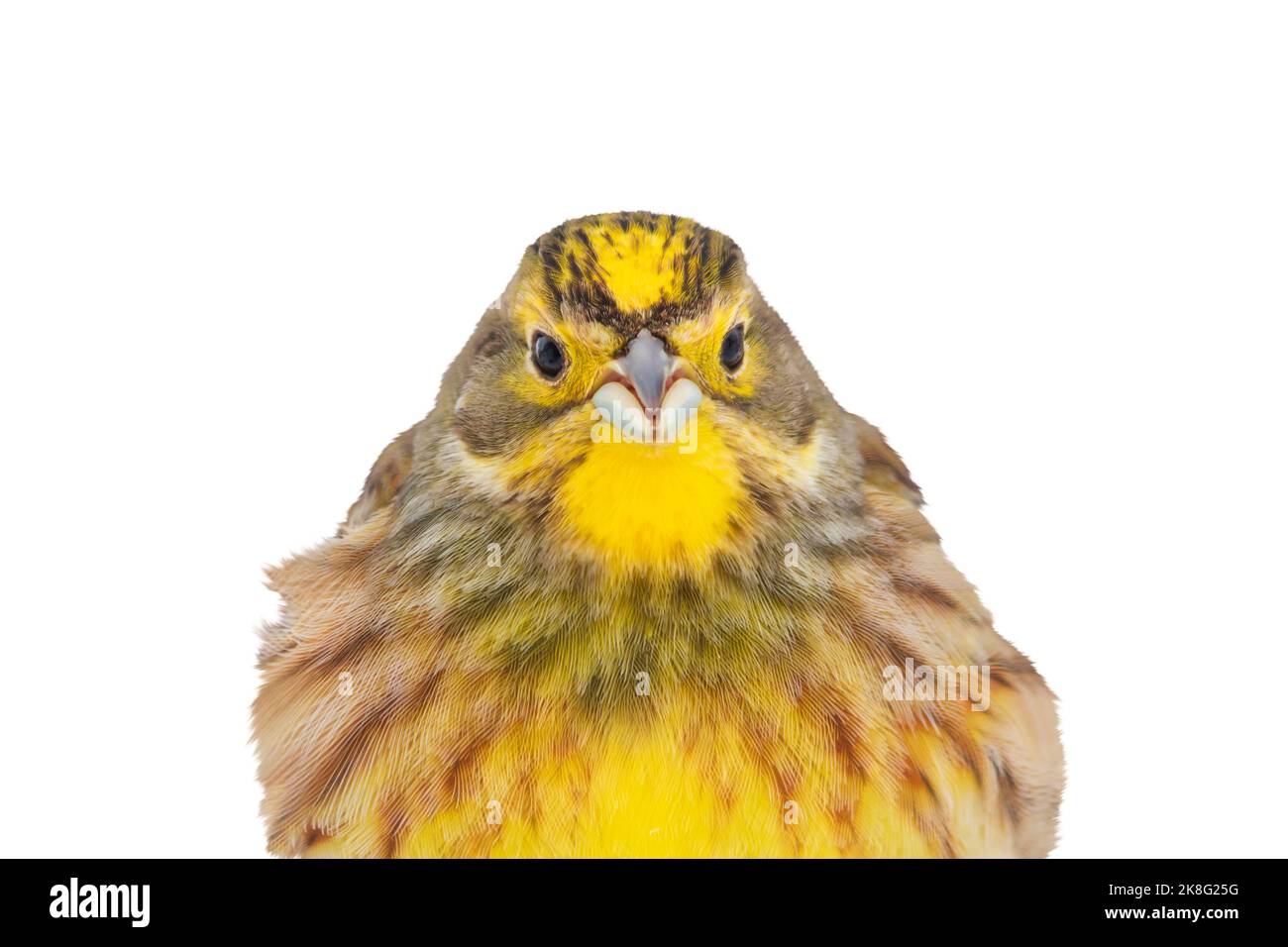 fat yellow bird looks into the frame isolated on white Stock Photo - Alamy