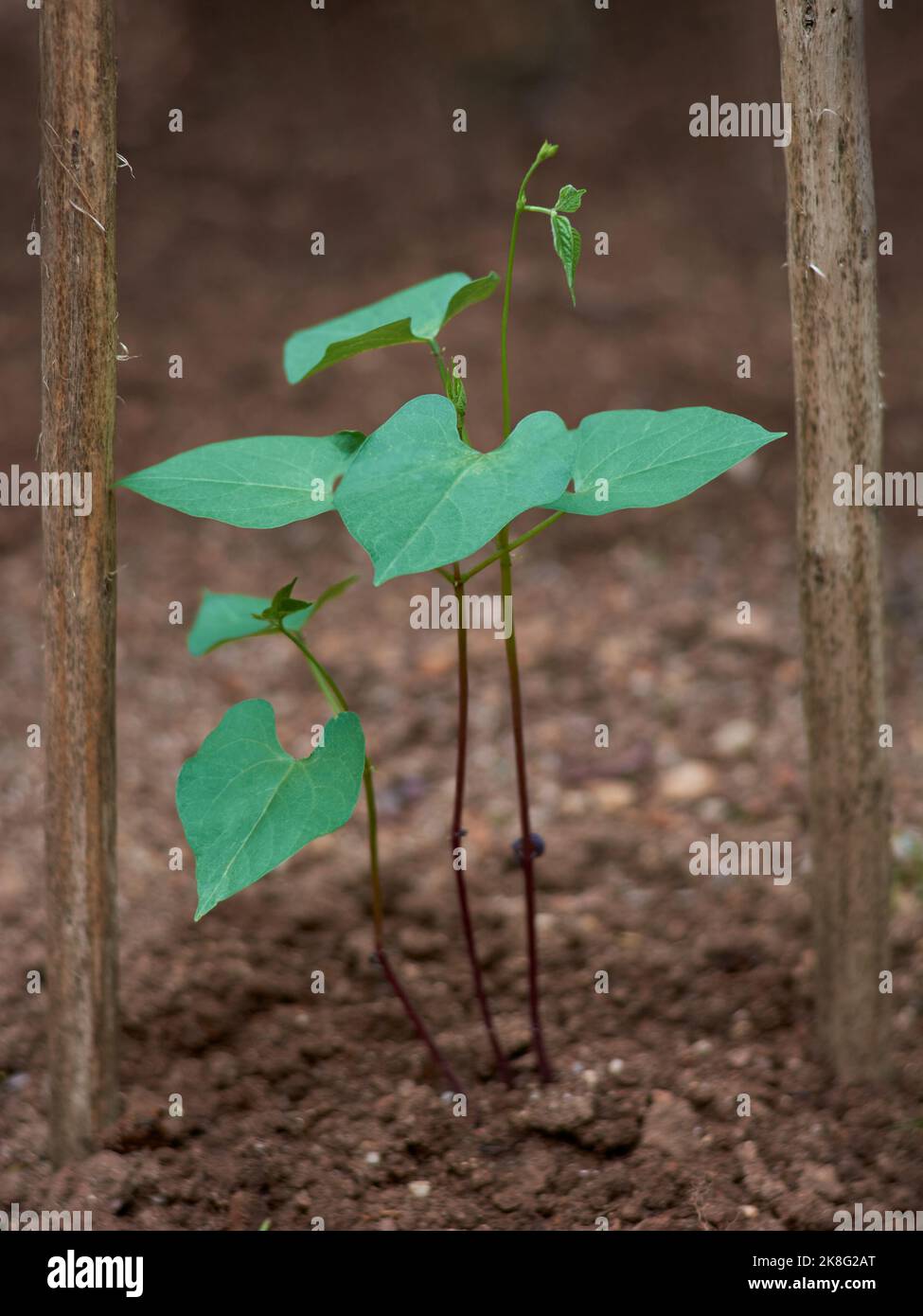 young green beans plant grow in the garden, also known as fresh beans ...