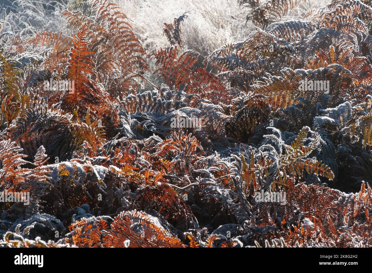 Felci nella brina del primo mattino,Sassano,Italia Stock Photo - Alamy