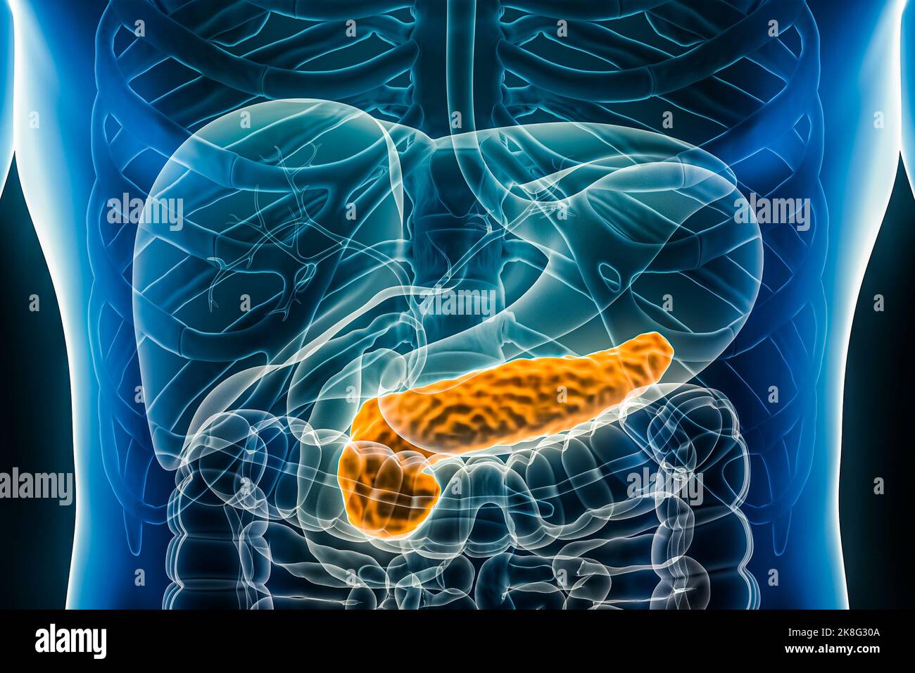 Pancreas In Digestive System Diagram The Pancreas Anatomy