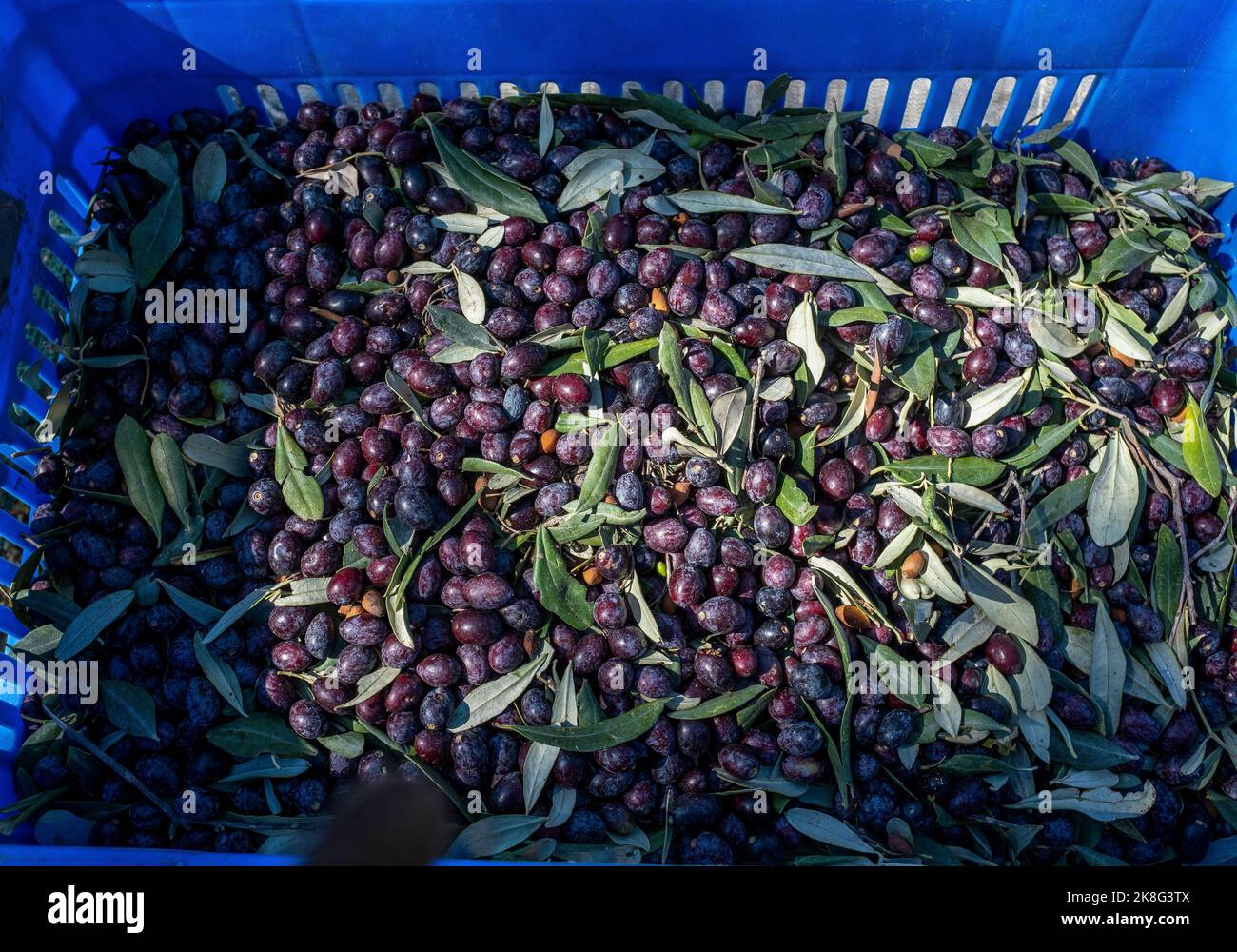 Basket of freshly picked olives, Drouseia, Akamas, Cyprus Stock Photo ...