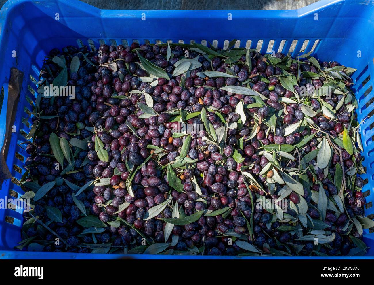 Basket of freshly picked olives, Drouseia, Akamas, Cyprus Stock Photo ...