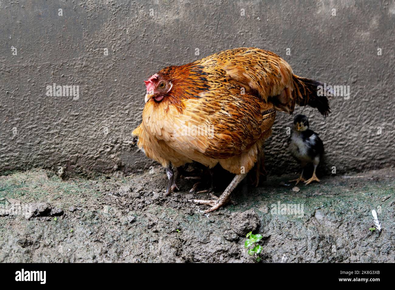 Mother Hen And Chicks Hi res Stock Photography And Images Alamy