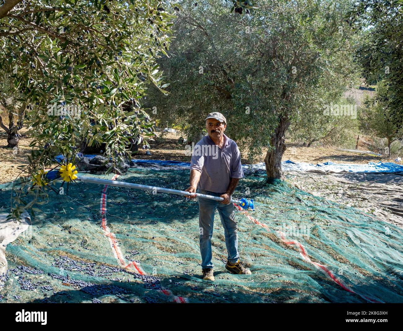 Olive collecting cyprus hi-res stock photography and images - Alamy