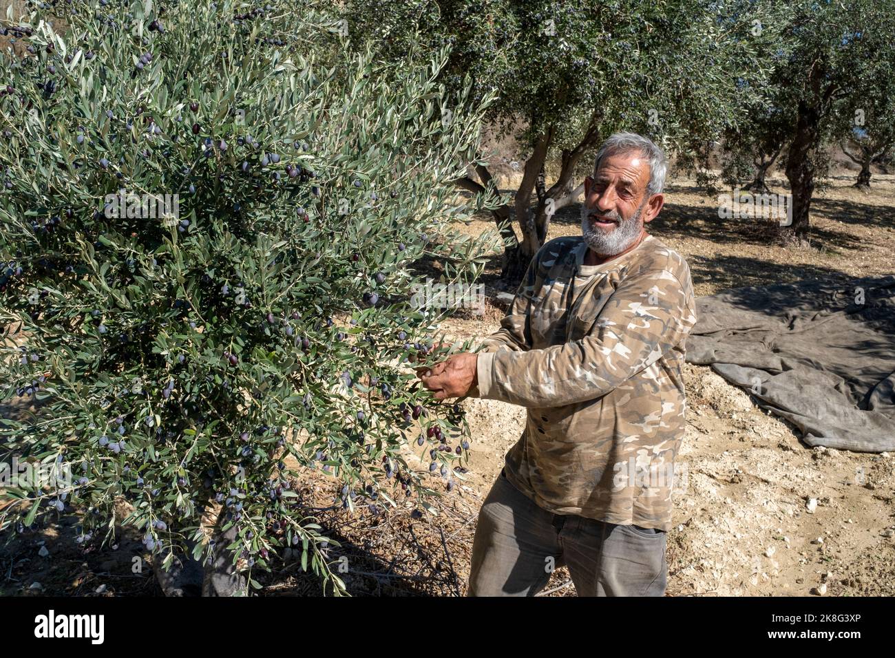 Olive collecting cyprus hi-res stock photography and images - Alamy