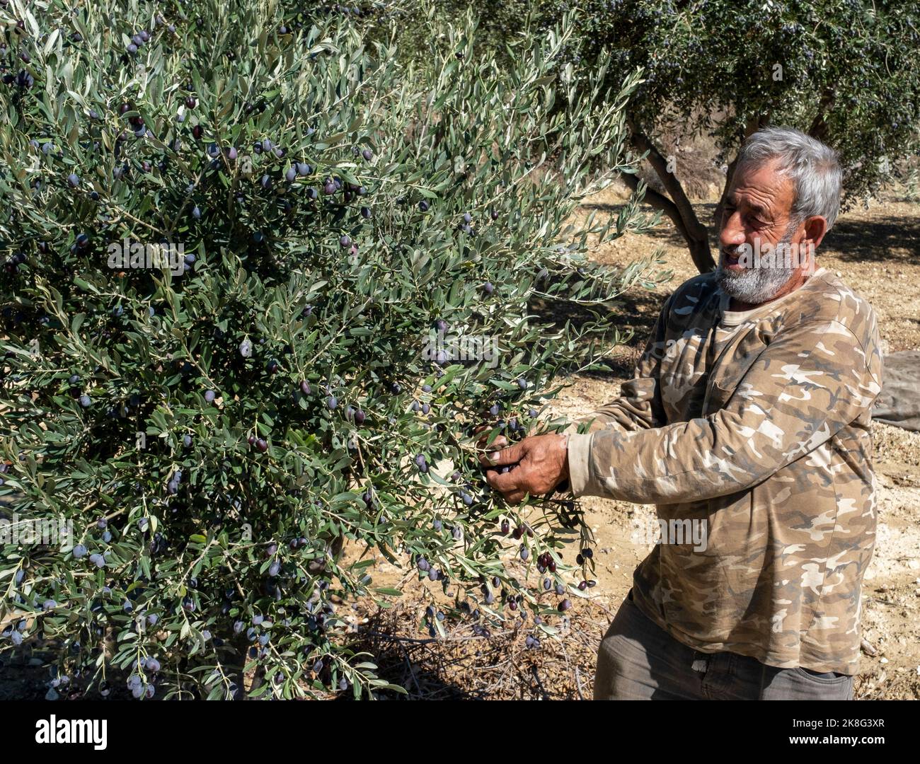 Olive collecting cyprus hi-res stock photography and images - Alamy