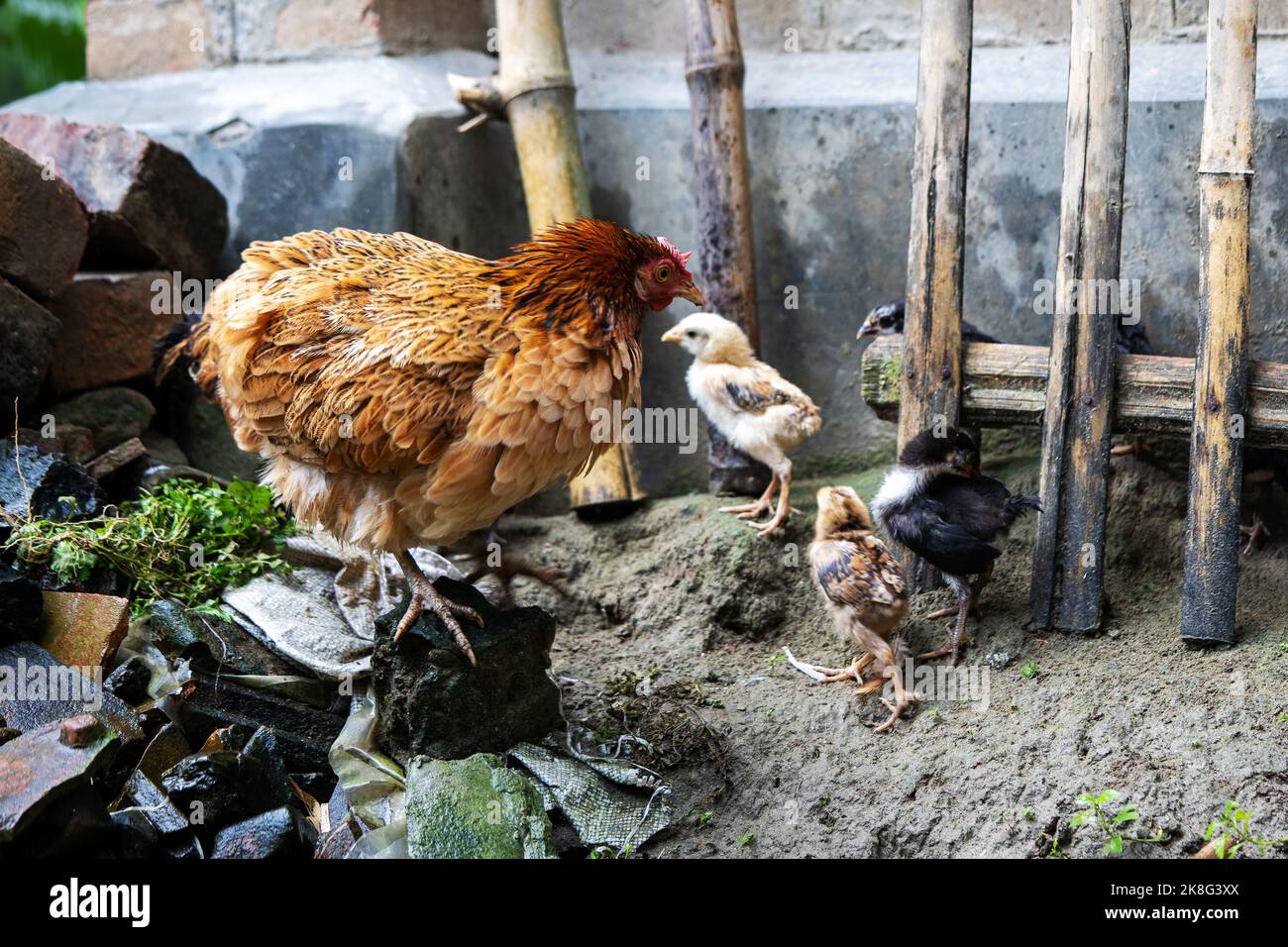 Hen with her chicks hi-res stock photography and images - Alamy