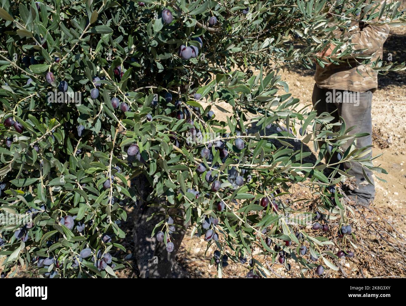 Man harvesting olives hi-res stock photography and images - Alamy