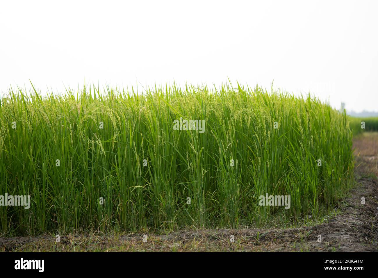 Ripe rice fields and the farm Stock Photo - Alamy
