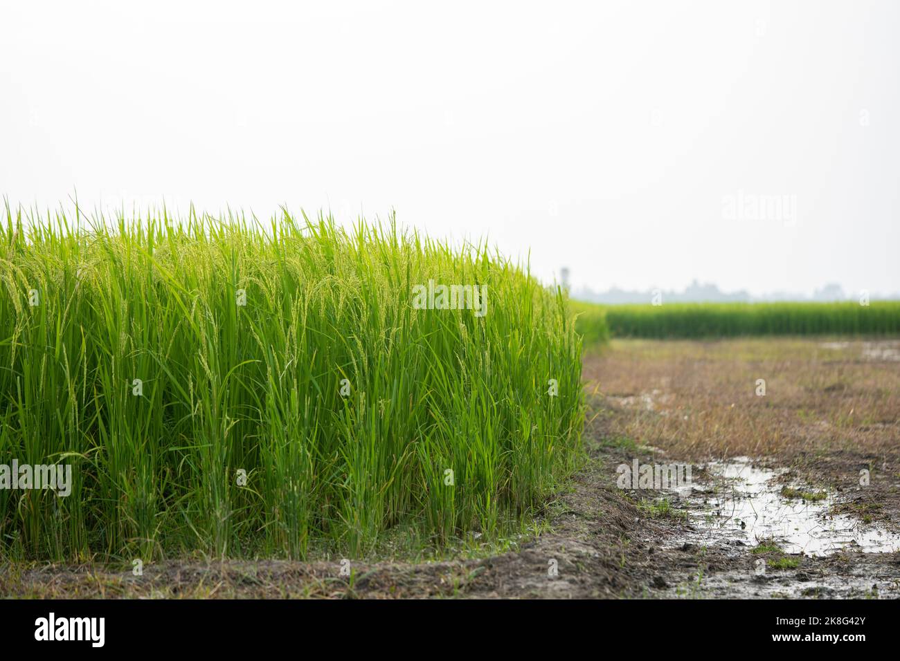 Ripe rice fields and the farm Stock Photo - Alamy