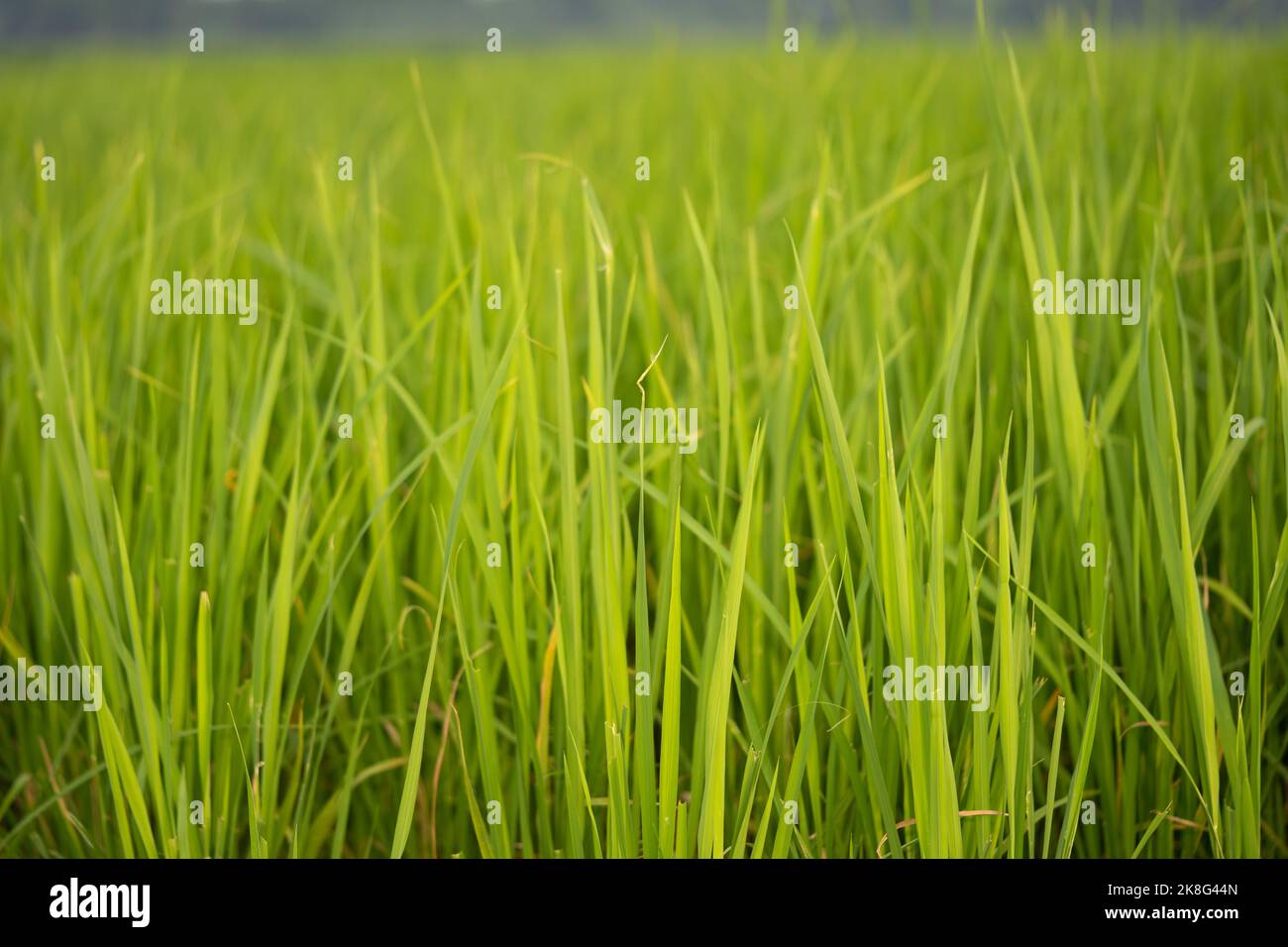 Ripe rice fields and the farm Stock Photo - Alamy
