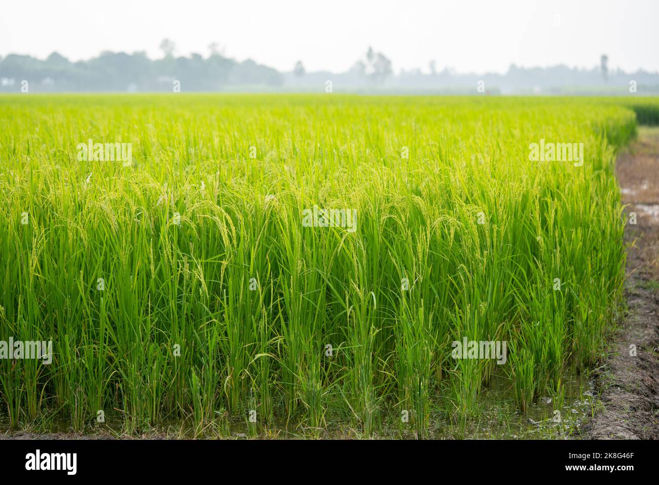 Yellow ripe rice hi-res stock photography and images - Alamy