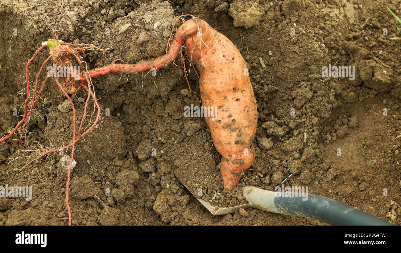 Sweet potato harvest Ipomoea batatas close-up tuberous tubers roots ...