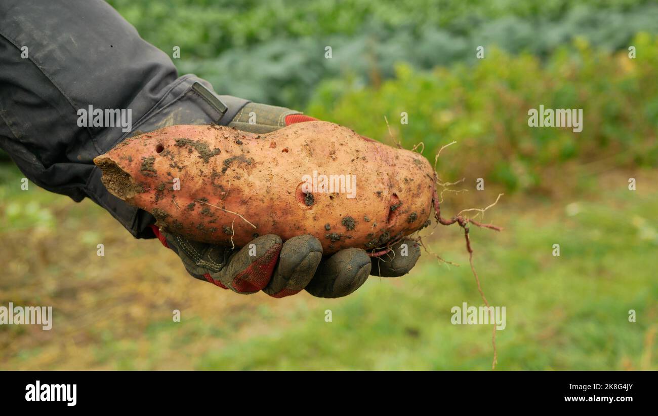 Sweet potato tuberous tuber roots field bio Ipomoea batatas farm ripe ...