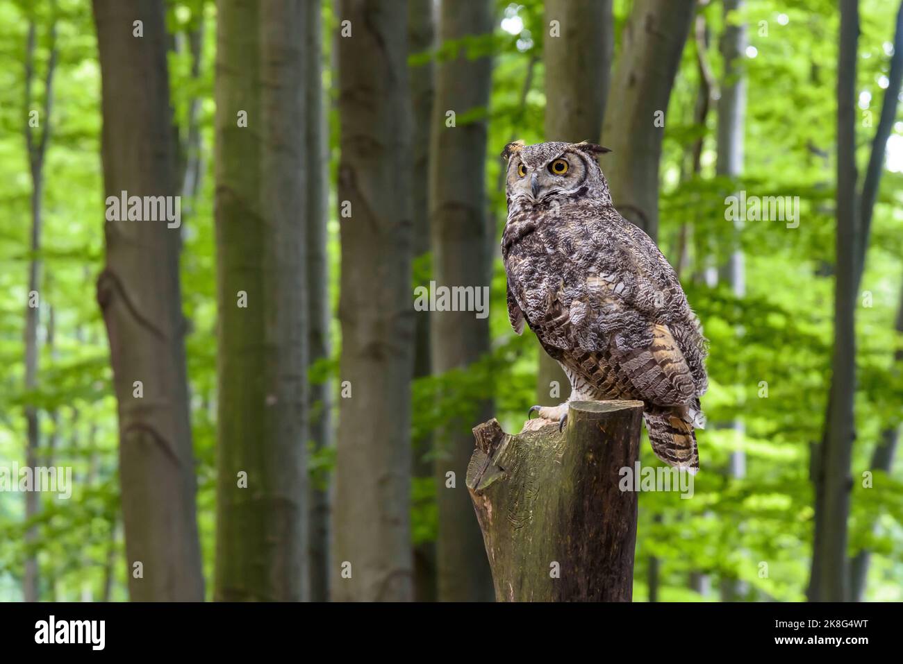 Great horned owl (Bubo virginianus),also known as the tiger owl sitting ...