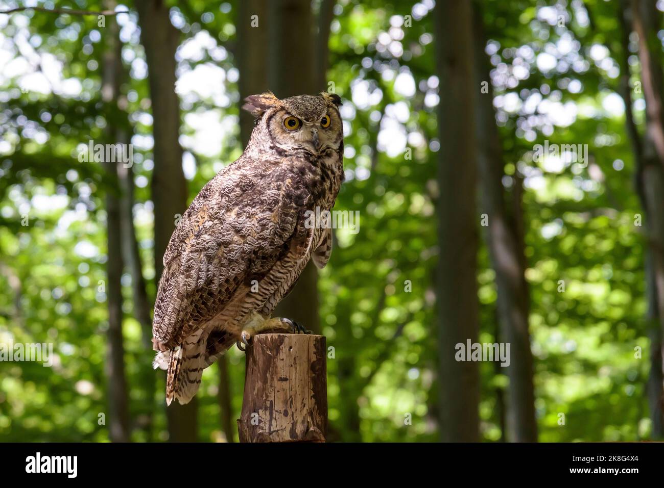 Great horned owl (Bubo virginianus),also known as the tiger owl sitting ...