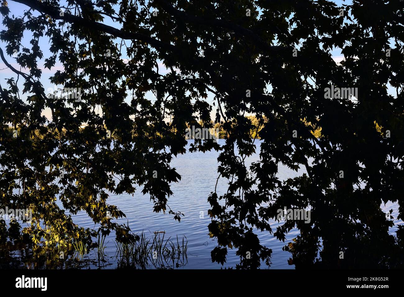 Maple tree by the lakeshore and its reflection casted on the water at ...