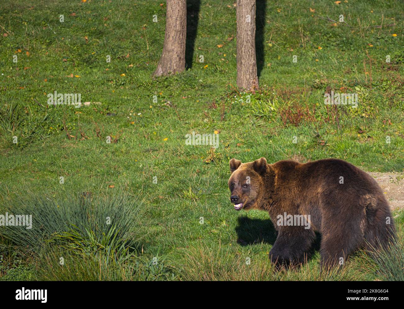 Young brown bear looking back in the meadow in the forest Stock Photo ...