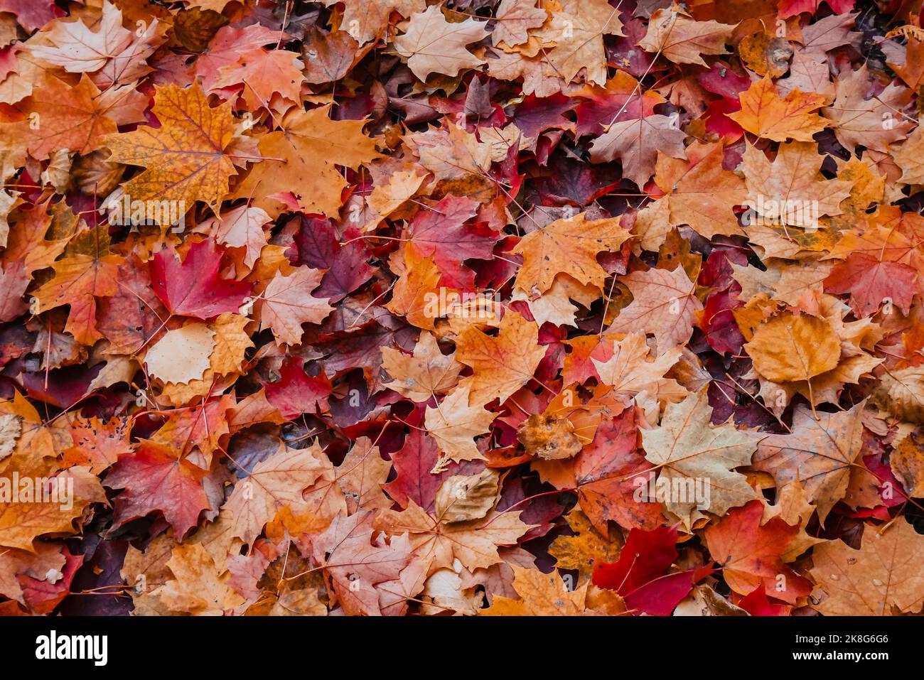 dried leaves on the ground in the forest during the fall autumn season ...