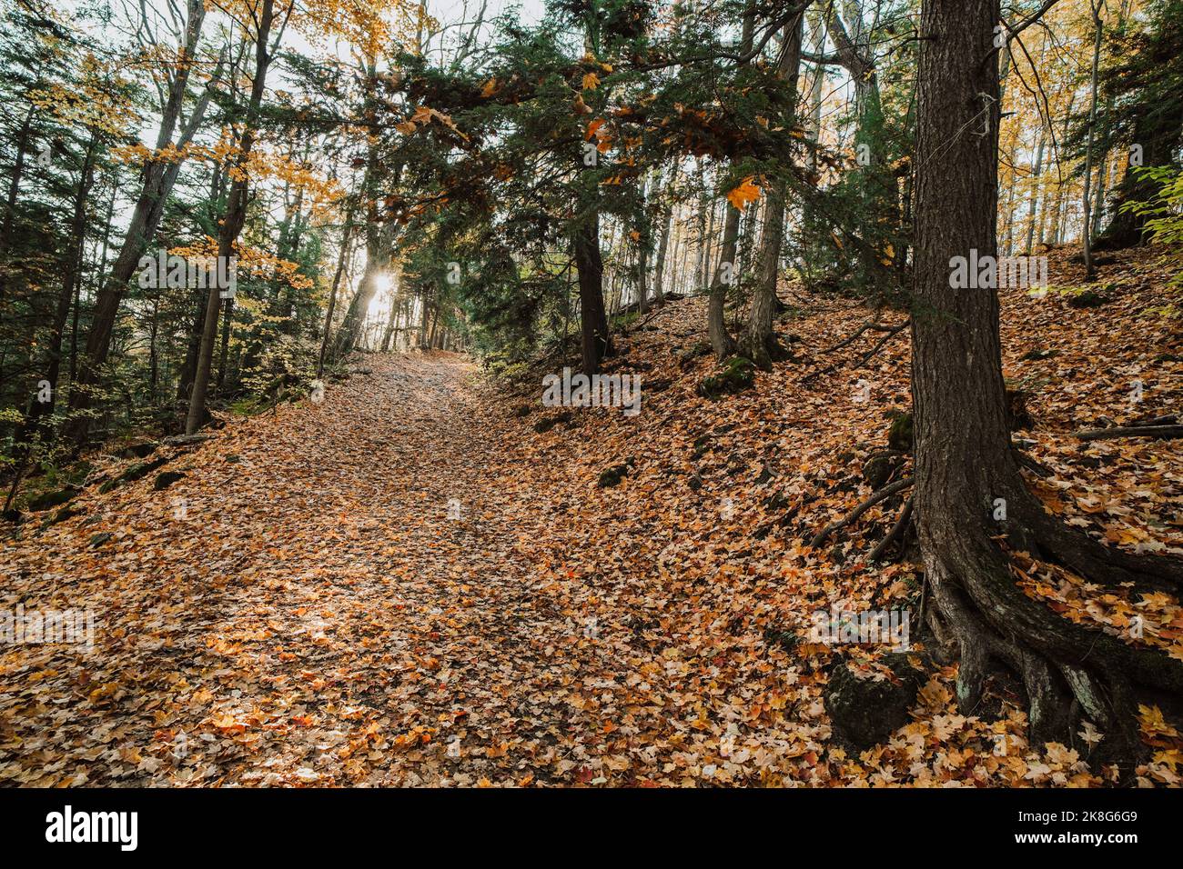 dried leaves on the ground in the forest during the fall autumn season ...