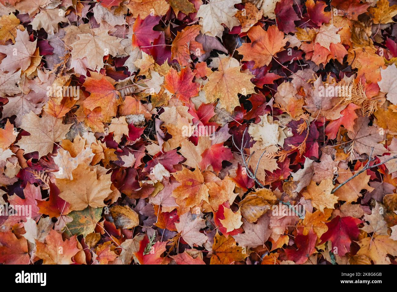 dried leaves on the ground in the forest during the fall autumn season ...