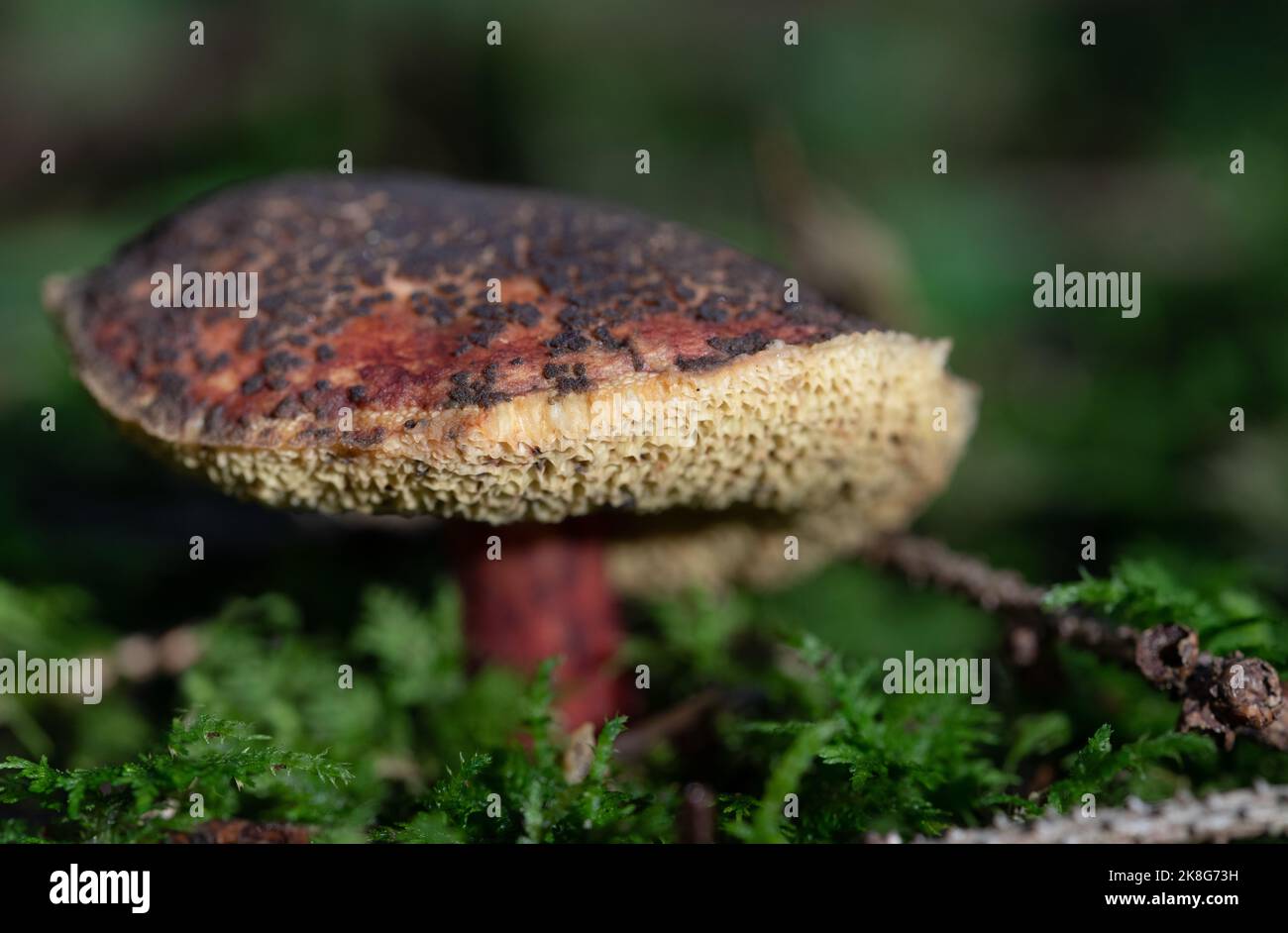 Large yellow fungus growing on hi-res stock photography and images - Alamy